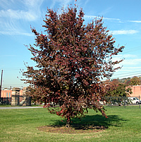 Ulmus x Frontier - Frontier Elm